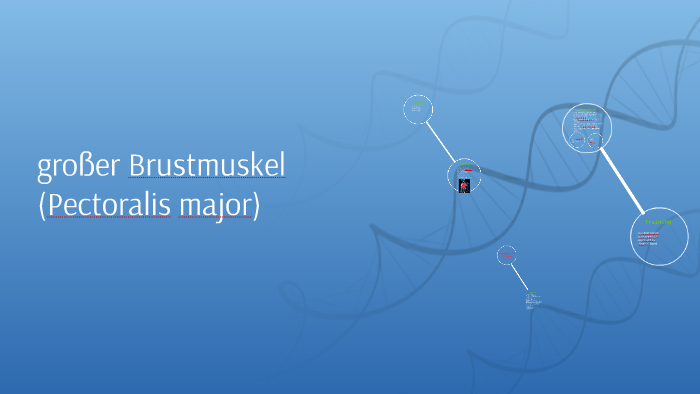 großer Brustmuskel (Pectoralis major) by Leif Nordsiek on Prezi
