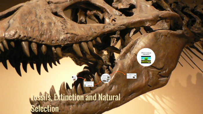 Fossils, Extinction and Natural Selection by Aylen De Alba on Prezi