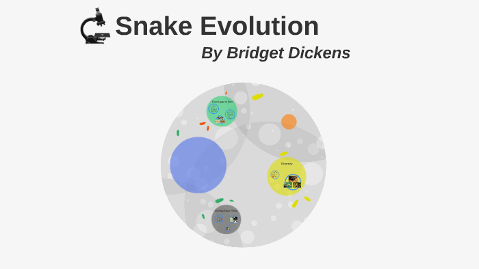 Snake Evolution by Bridget Dickens on Prezi