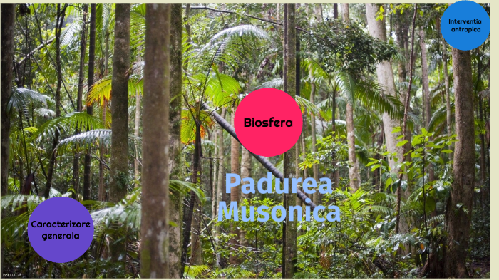 Padurea Musonica by Cosmin Capatina on Prezi
