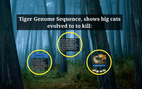 Tiger Genome Sequence, shows big cats evolved to to kill: by cindy ...