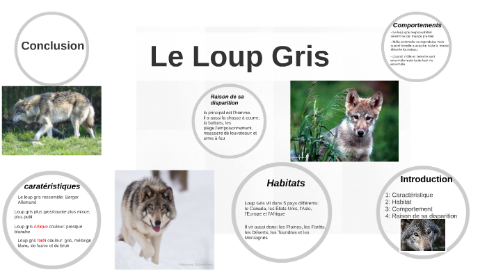 Le Loup Gris by Alexis Clolutier on Prezi