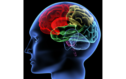 Brain Diagram by Sarah Haydu on Prezi