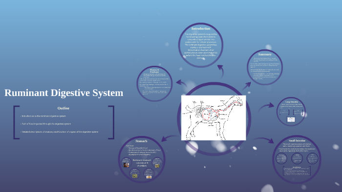 Ruminant Digestive System by Katie Wolf on Prezi