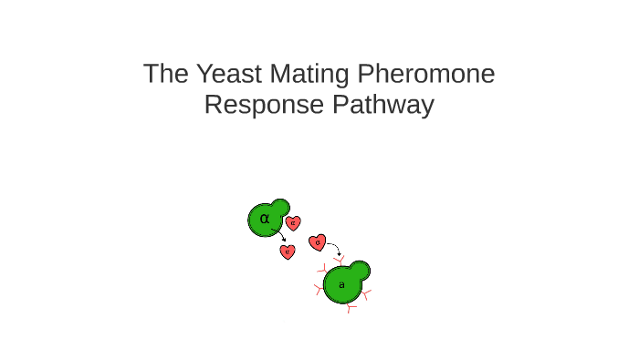 The Yeast Mating Pheromone Response Pathway by Jagoda Mackowiak on Prezi