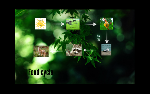 Grade 7: Food cycle by Adrita X on Prezi
