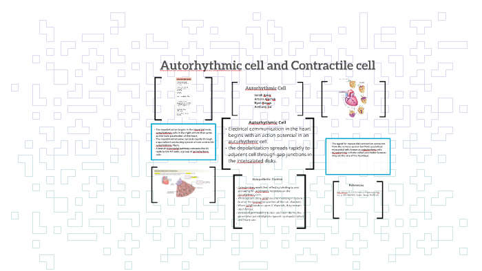 Autorhythmic Cell and Contractile cell by sarah kabir on Prezi