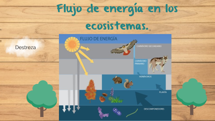 Flujo de energía en el Ecosistema by MARIA JIMBO on Prezi