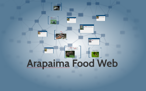 Arapaima Food Web by Chase Kufahl on Prezi