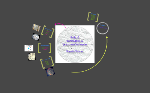 Morphallaxis in Lumbriculus Variegatus by Dani Briones