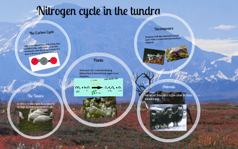 Nitrogen cycle in the tundra by trevor phebus on Prezi