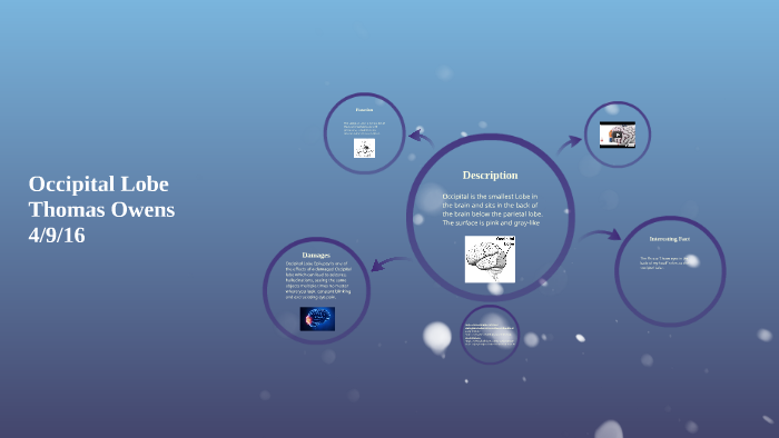 Occipital Lobe by Thomas Owens on Prezi