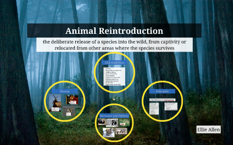 Animal Reintroduction by Ellie Allen on Prezi
