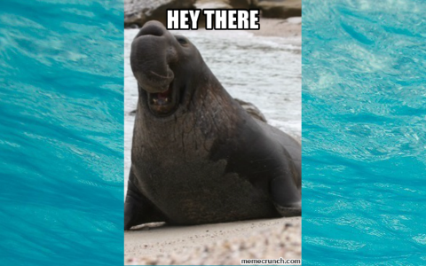 Northern Elephant Seal Migration Pattern by Ben Hill on Prezi