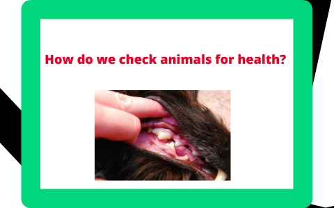 Animal Health Checks by Lucy Cook on Prezi