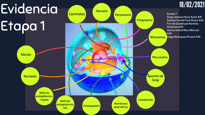 Equipo7_EV1_BELS by Diego Rodríguez Álvarez on Prezi