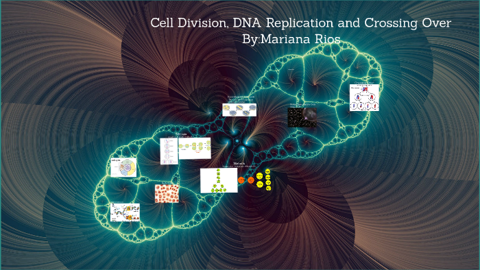 Cell Division, DNA Replication and Crossing Over by m rios on Prezi