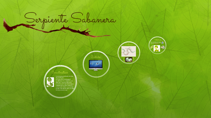 Serpiente sabanera by katherin Gutierrez on Prezi