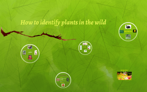 How to identify plants in the wild by heather weddington on Prezi