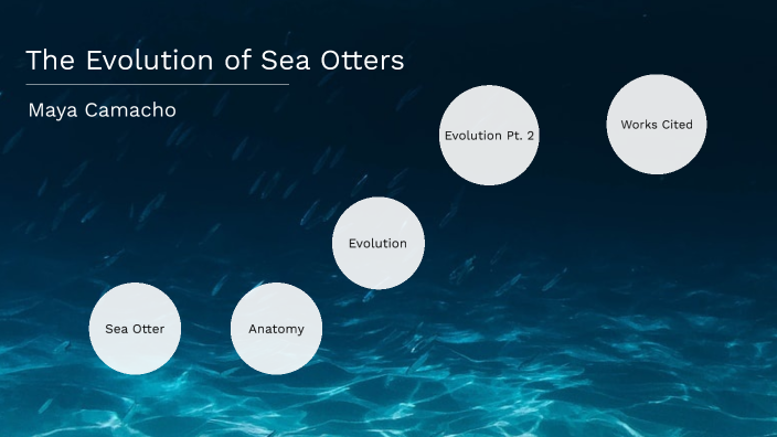 Evolution Project: Sea Otters by Maya Cam on Prezi
