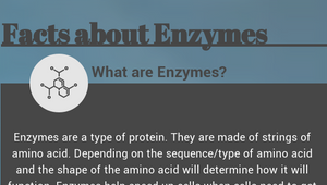 Enzymes- Fun Facts by Jezebel Velasquez on Prezi Design
