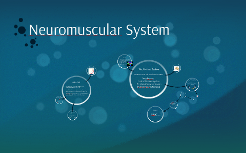 Neuromuscular System by ashley miiiiiiiiiiihl on Prezi