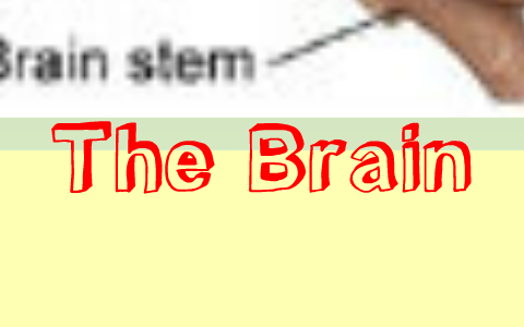 Understanding drug abuse to the brain by Ashley Young on Prezi