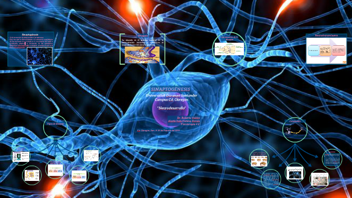 Sinaptogenesis by Alexia I. Zavala on Prezi