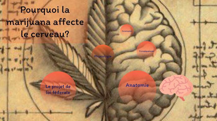Effets De La Marijuana Sur Le Cerveau By Vincent Vachon St Amour On Prezi