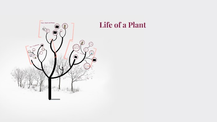 how-to-classify-plants-by-michelle-johnson-on-prezi-next