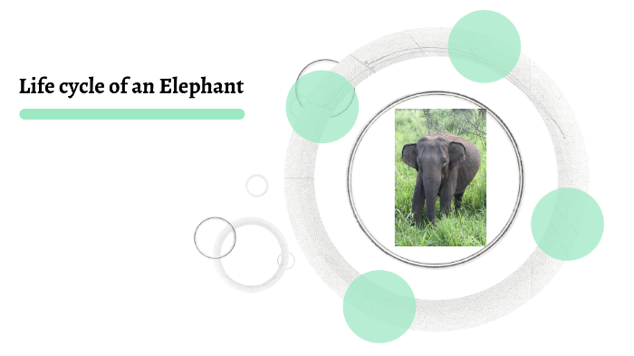 LIfe cycle of an Elephant by Kayleigh Coriell on Prezi