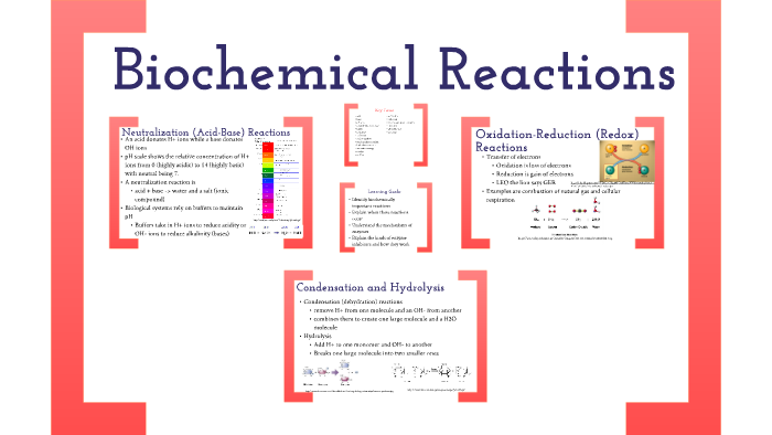 1.3: Biochemical Reactions by Ms. Klodt on Prezi