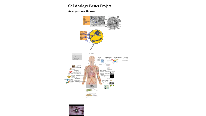 Cell Analogy Poster Project by Daniel CH on Prezi