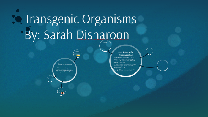 Transgenic Organisms by sarah disharoon on Prezi