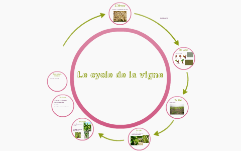 Le cycle de la vigne by Aurélien CHASSAGNE on Prezi