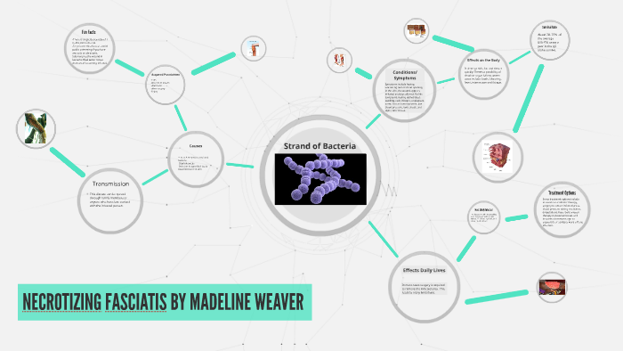 NECROTIZING FASCIITIS BY MADELINE WEAVER by madeline weaver on Prezi