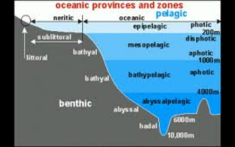 Abyssal Zones by Bethany Myers on Prezi