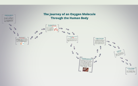 The Journey of Oxygen Through The Body by Georgia J on Prezi