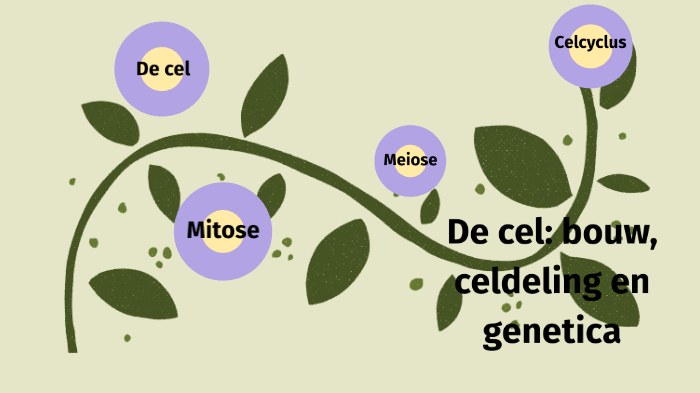 De cel: bouw, celdeling en gentica by Stijn De Puysseleir on Prezi