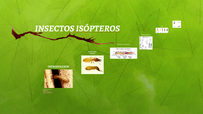 INSÉCTOS- ISÓPTEROS by on Prezi