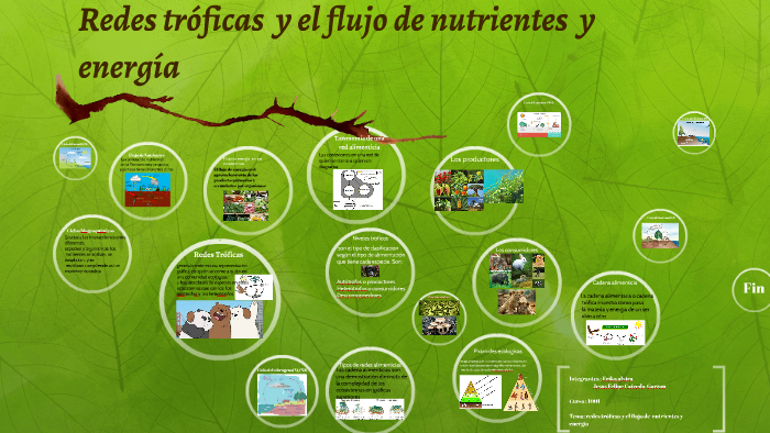 Redes tróficas y el flujo de materia y energía by feipe garzon on Prezi