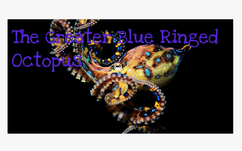 The greater blue ringed octopus by Madison Bonser on Prezi