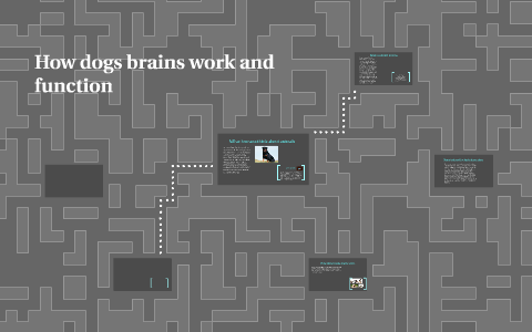 How dogs brains work and function by Emily Kemp on Prezi