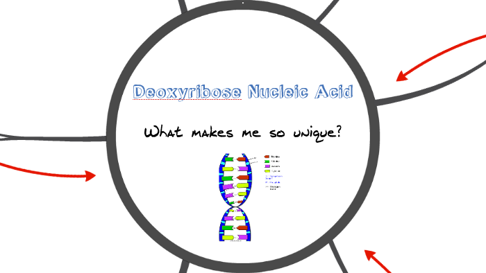 Probability, DNA, and Meiosis by Lynn Pusateri on Prezi