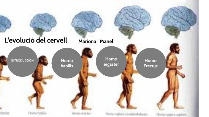 Evolució del cerbell by Manel Nacenta on Prezi