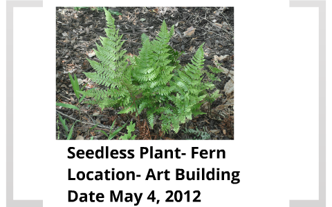 Plants Project by Tripp Haskins on Prezi