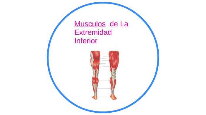 Musculos de La Extremidad Inferior by Jaime Rapalino Pedrozo on Prezi