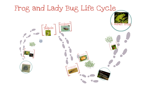 Frog and Lady Bug Life Cycle by Christie Flores on Prezi