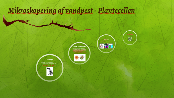 Mikroskopering af vandpest - Plantecellen by Emilie Nygaard on Prezi