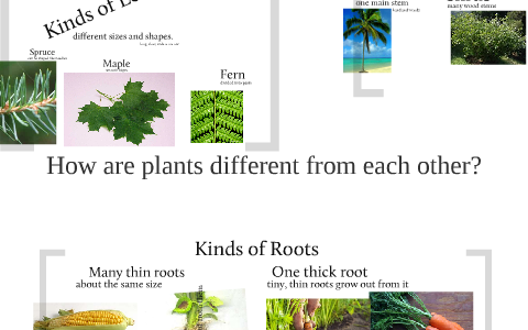 How plants Differ by Mika Fas on Prezi